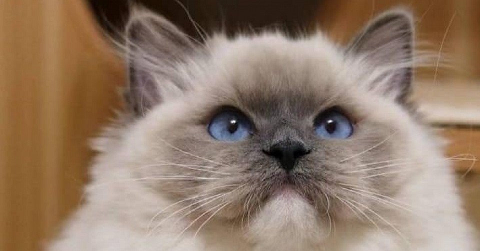 Contact Petteo Ragdoll | Ragdoll Breeder in Ireland