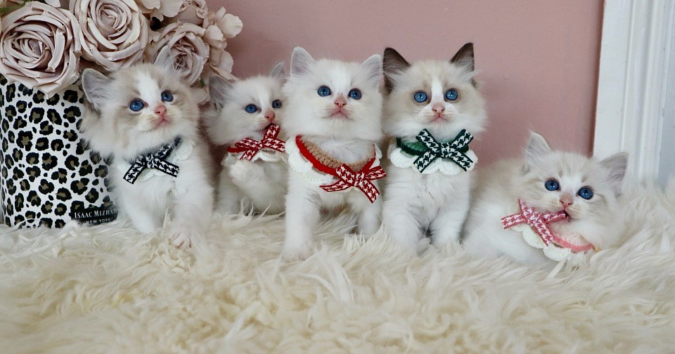 Petteo Ragdoll | Ethical Ragdoll Breeder in Ireland